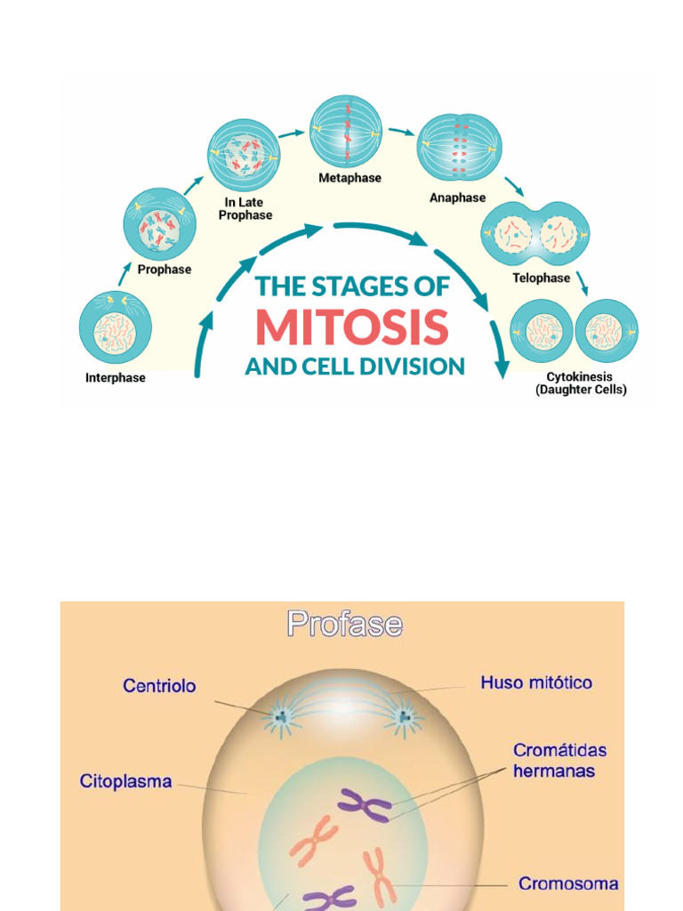 Cellular Division | PDF