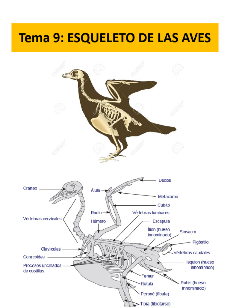 Esqueleto de las aves | PDF
