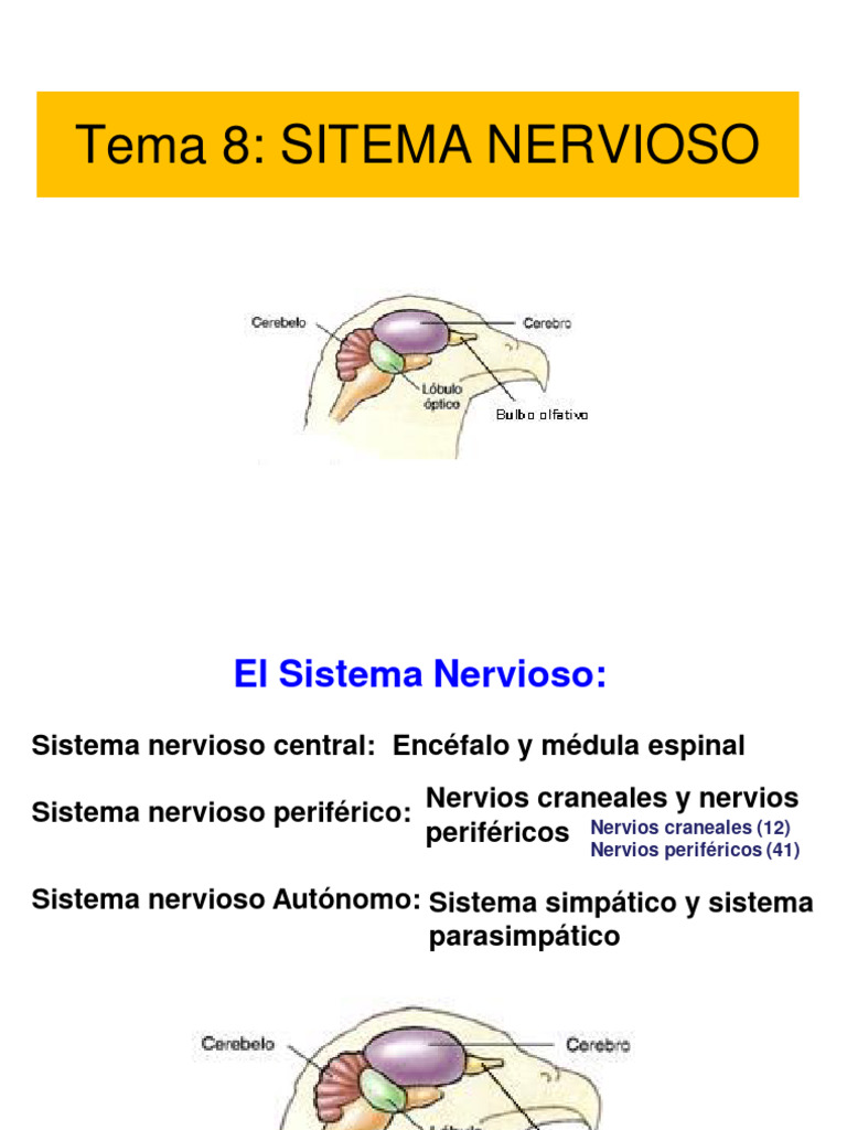 Sistema Nervioso y Órganos de Los Sentidos | PDF | Nervio vago | Cerebro