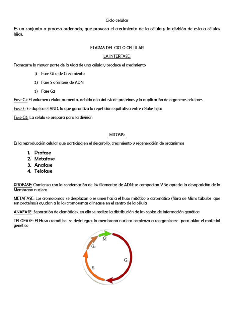 Ciclo Celular | PDF | Mitosis | Biología Celular
