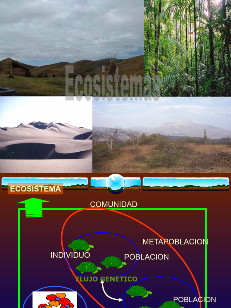 Clase Flujo de Energia y Materia 0711 22 | PDF | Red alimentaria ...