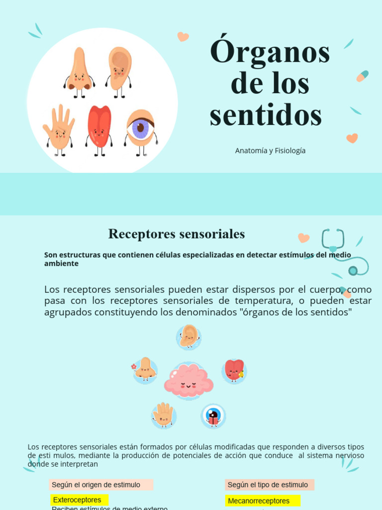 Organo de Los Sentidos | PDF | Sentidos | Gusto
