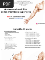 Anatomía de la Escápula y Cintura Escapular | PDF