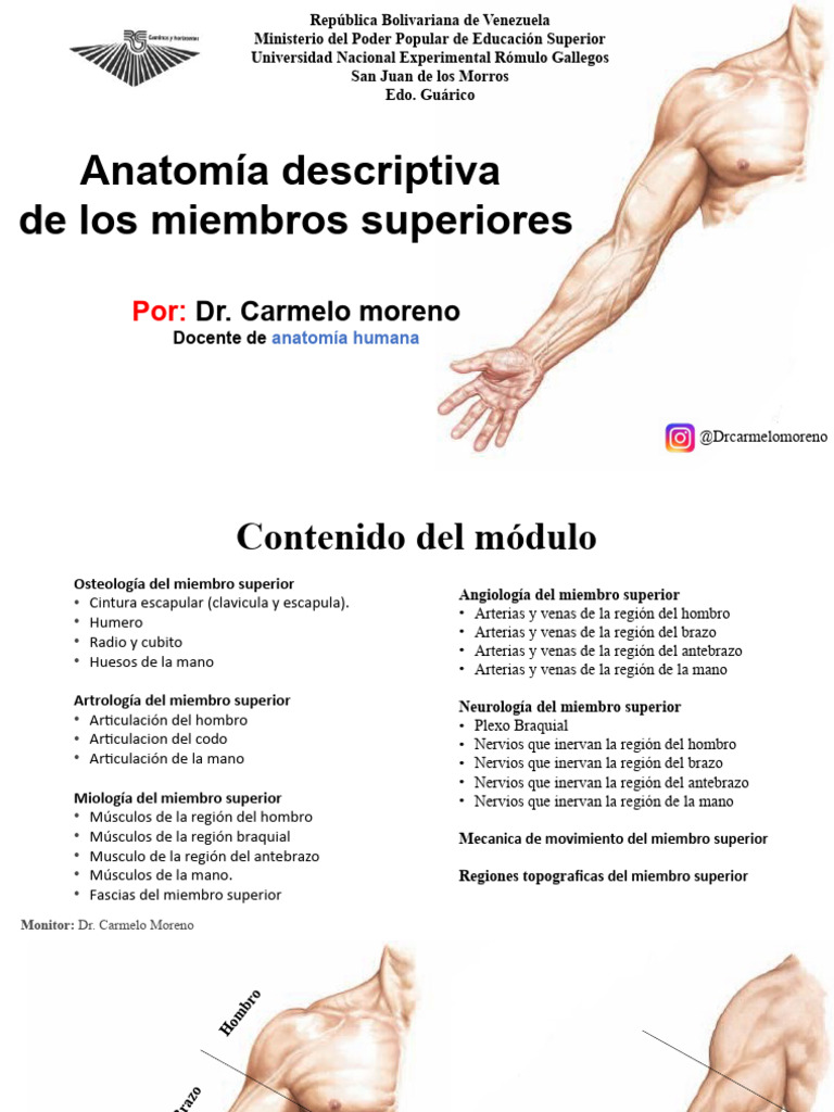 Anatomía Miembro Superior: Detalles | PDF | Mano | Articulación