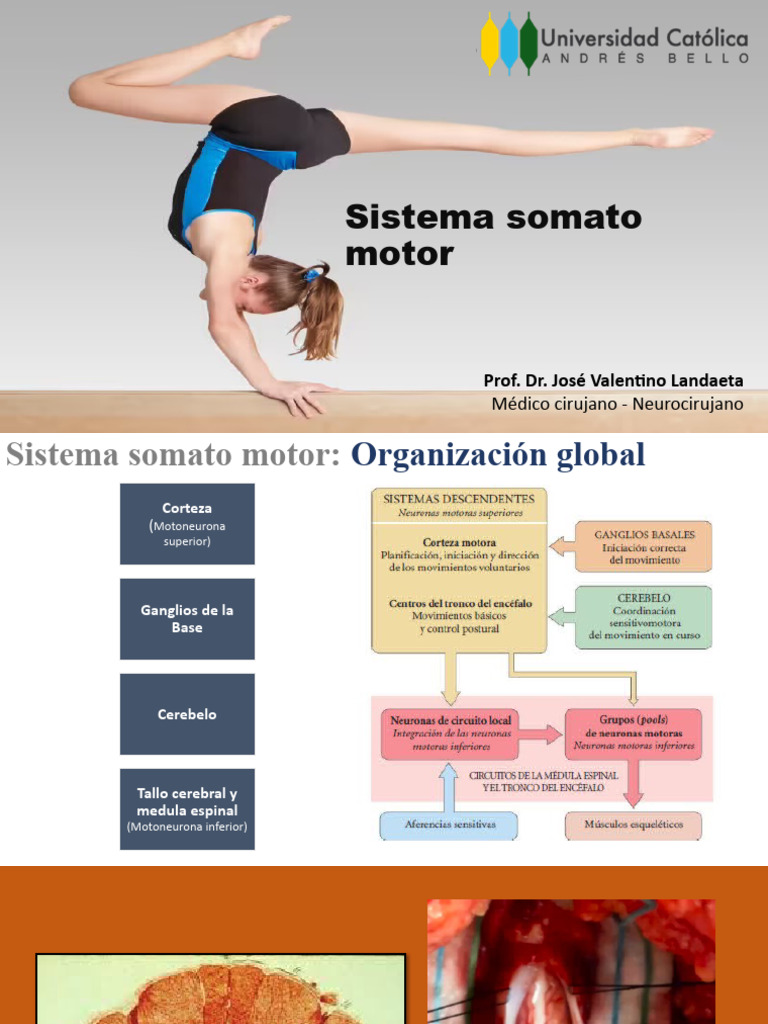 Sistema Somato Motor | PDF | Ganglios basales | Neurona motora