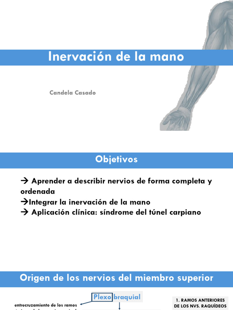 Inervación de Mano - Integración Mmss - Casado | PDF | Mano | Codo