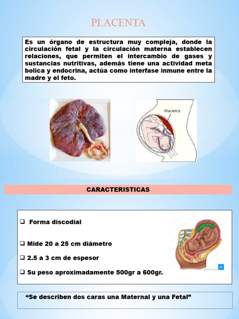 Placenta Anatomia | PDF | Placenta | Biología