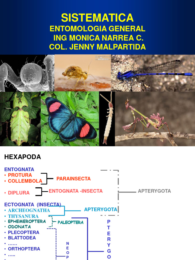 Siste 1 | PDF | Ordenes de insectos | Taxonomía de insectos