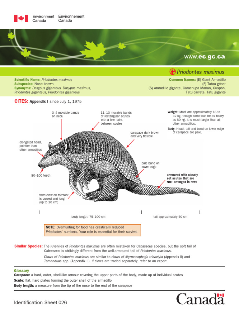 CITESPriodontes Maximus EN | PDF | Cites