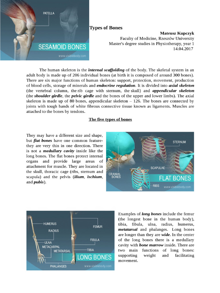 Types of Bones Mateusz Kupczyk 04.2017 | PDF | Skeleton | Bone