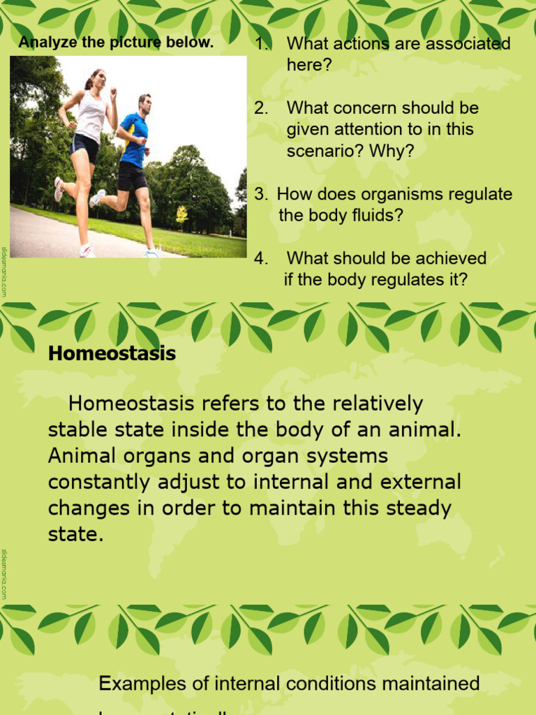 Regulation of Body Fluids | PDF | Osmosis | Homeostasis