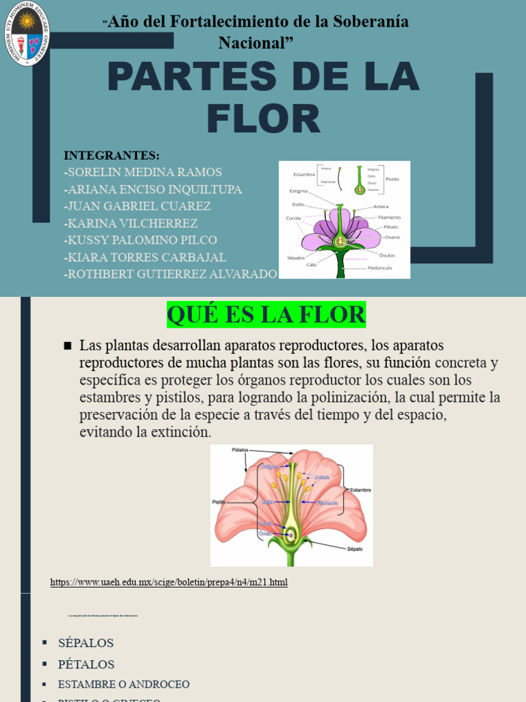 Partes de La Flor | PDF | Flores | Morfología Vegetal
