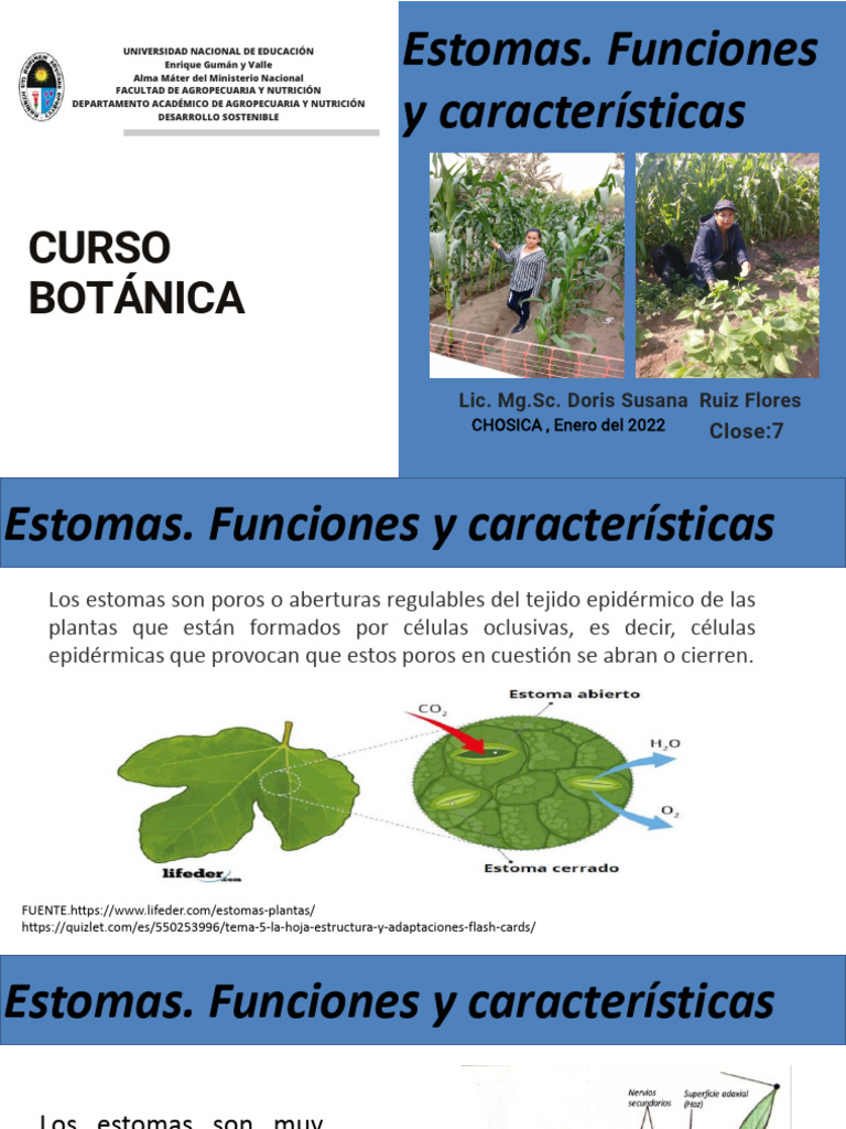 Estomas Funciones Características | PDF | Estoma | Fisiología de las ...