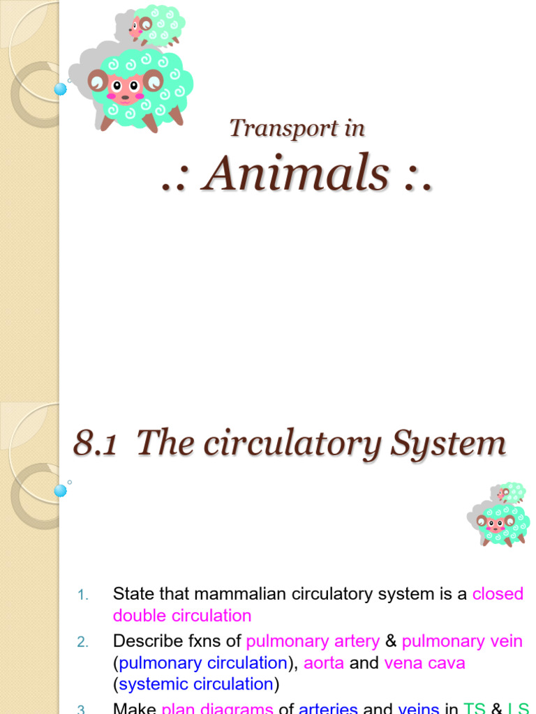 8-1 Cardiovascular Syst & Blood Vessels (New) | PDF | Artery | Vein