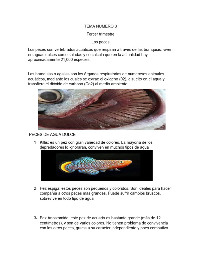 Tema Los Peces Vida Marina | PDF | Pescado | Zoología