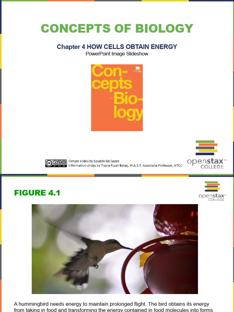 Concepts of Biology Chapter 04 YYUgq2T | PDF | Cellular Respiration | Adenosine Triphosphate
