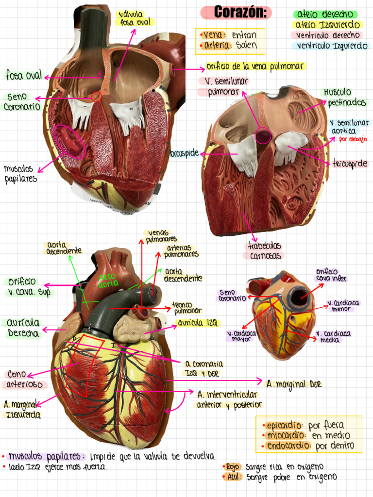 Anatomía Corazon Apuntes | Descargar gratis PDF | Corazón | Ventrículo ...