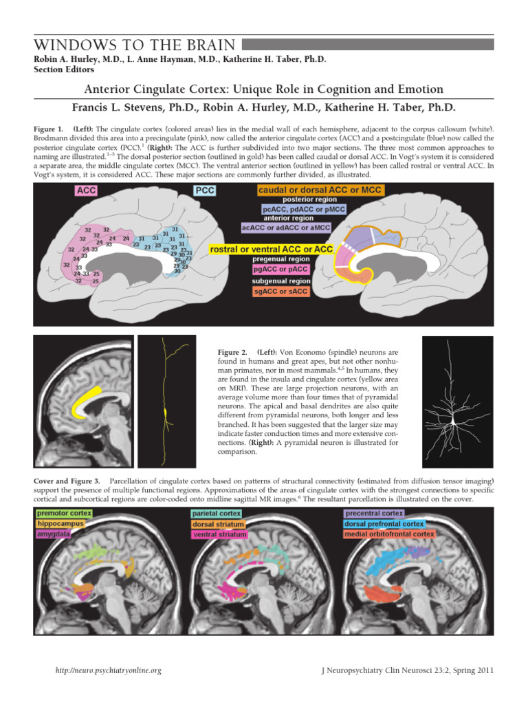 Stevens Et Al 2011 Anterior Cingulate Cortex Unique Role In Cognition And Emotion Pdf