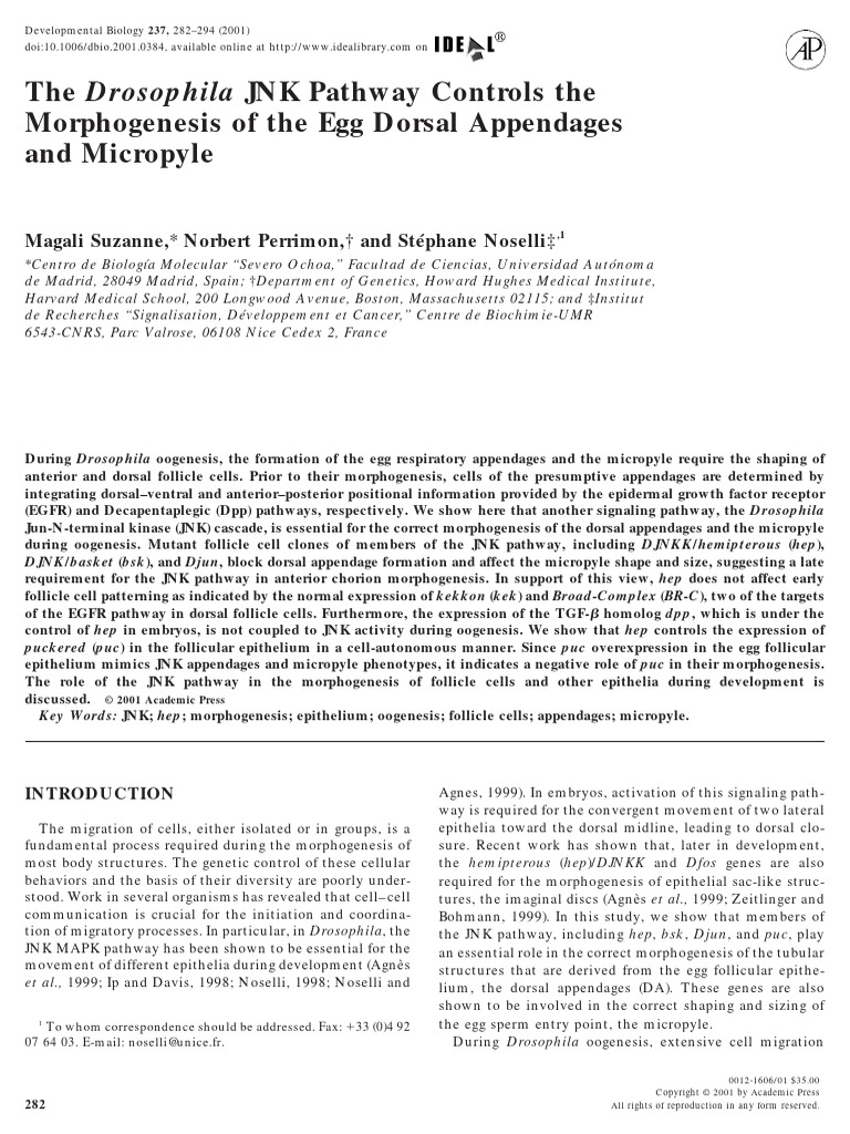 The Drosophila JNK Pathway Controls The Morphogenesis of The Egg Dorsal ...