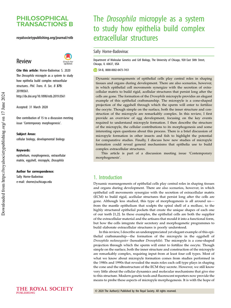 The Drosophila Micropyle As A System To Study How Epithelia Build ...