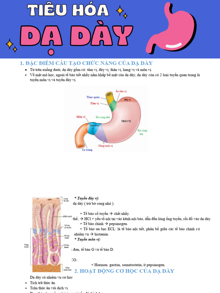 Tiêu Hóa D Dày | PDF