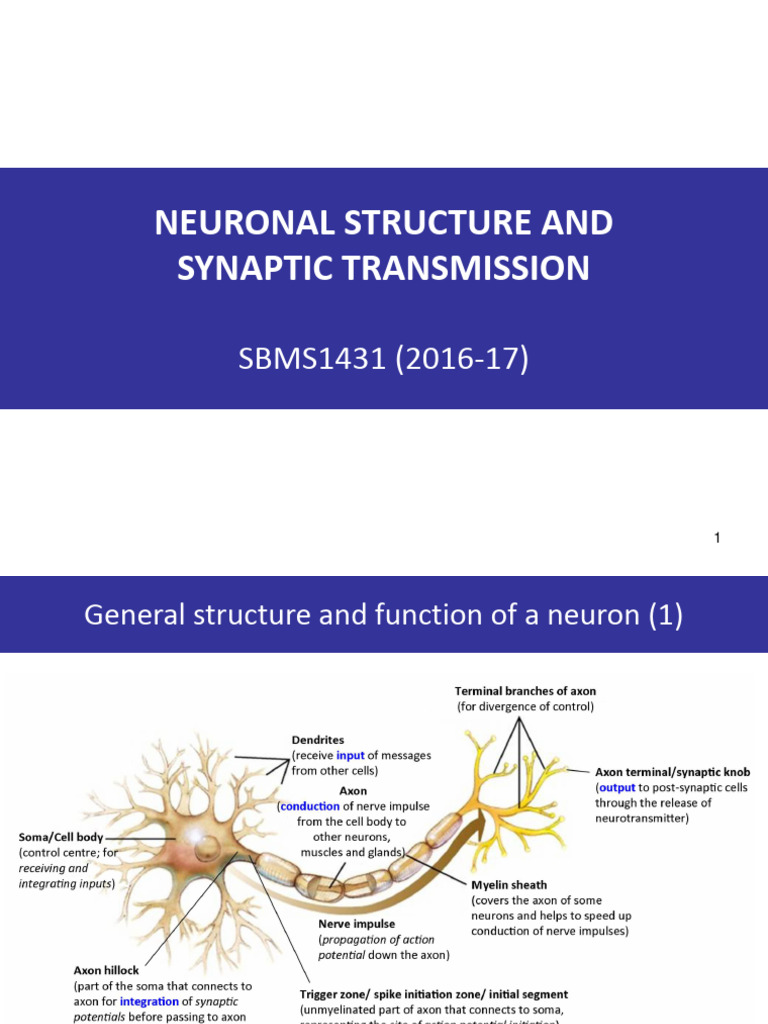 4-Neuron Structure and Synaptic Transmission (2016-17) | PDF | Chemical ...
