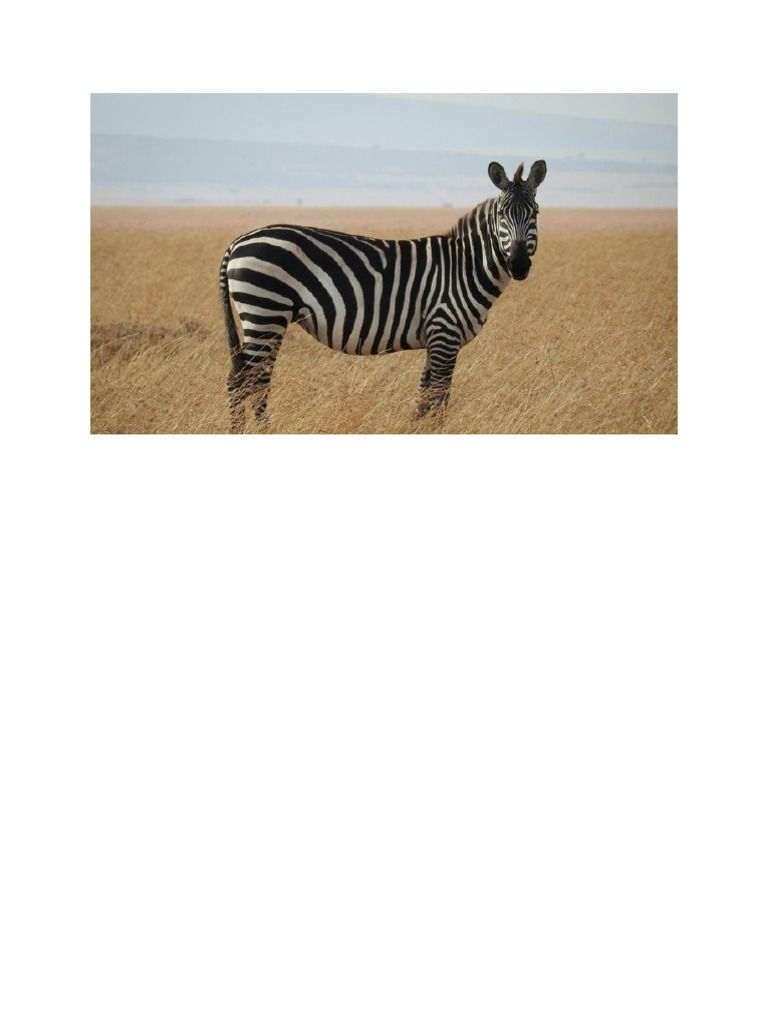 ZEBRA | PDF