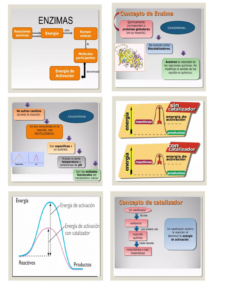 Enzimas PDF | PDF