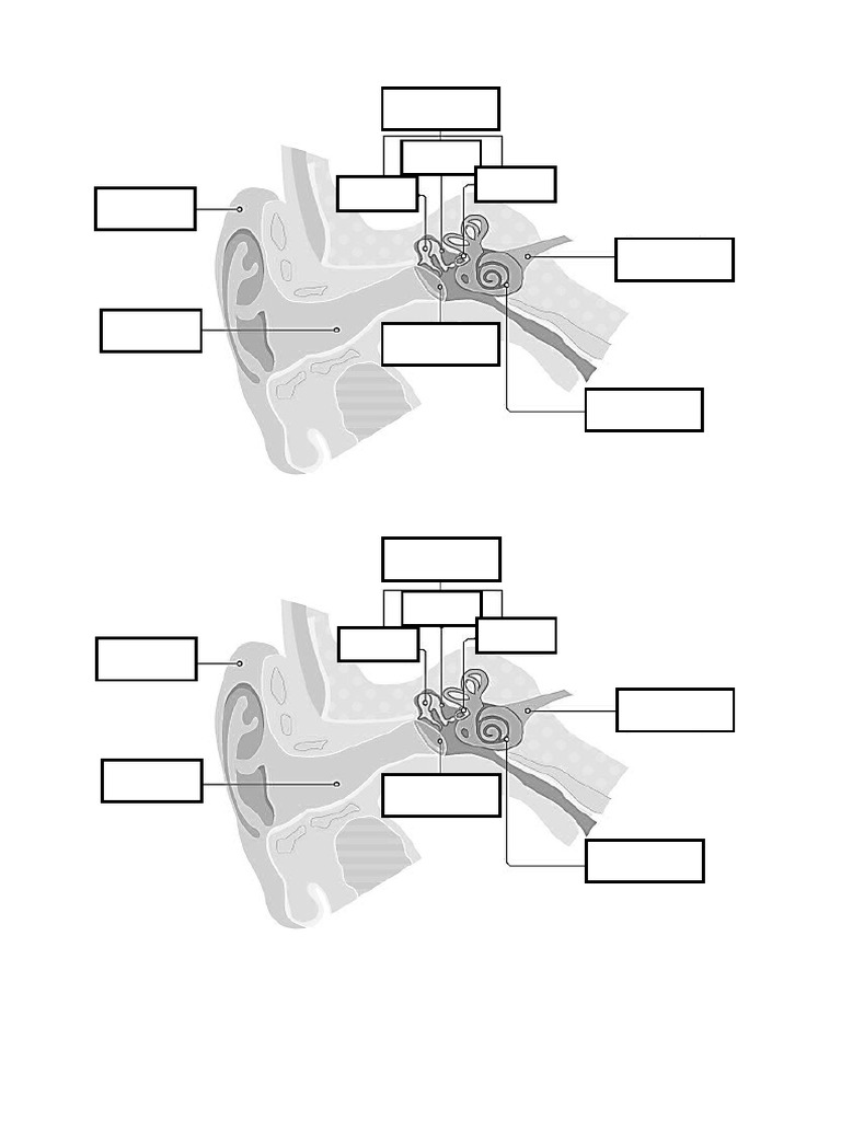Ear Unlabelled | PDF