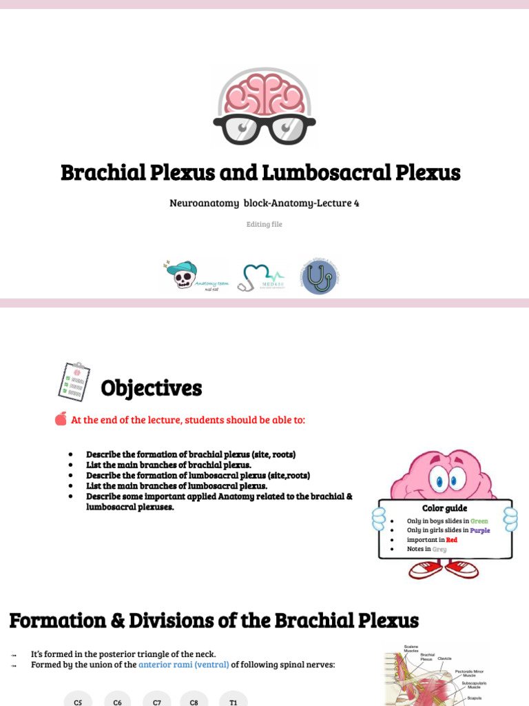 Brachial Plexus Lumbosacral Plexus | PDF | Human Leg | Arm