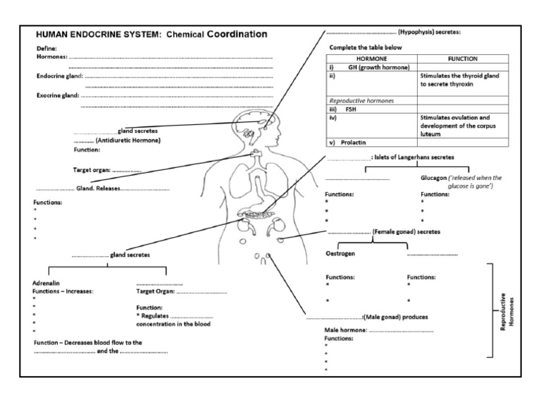 7.1 Human Endocrine System - ONE PAGER 2020 | PDF