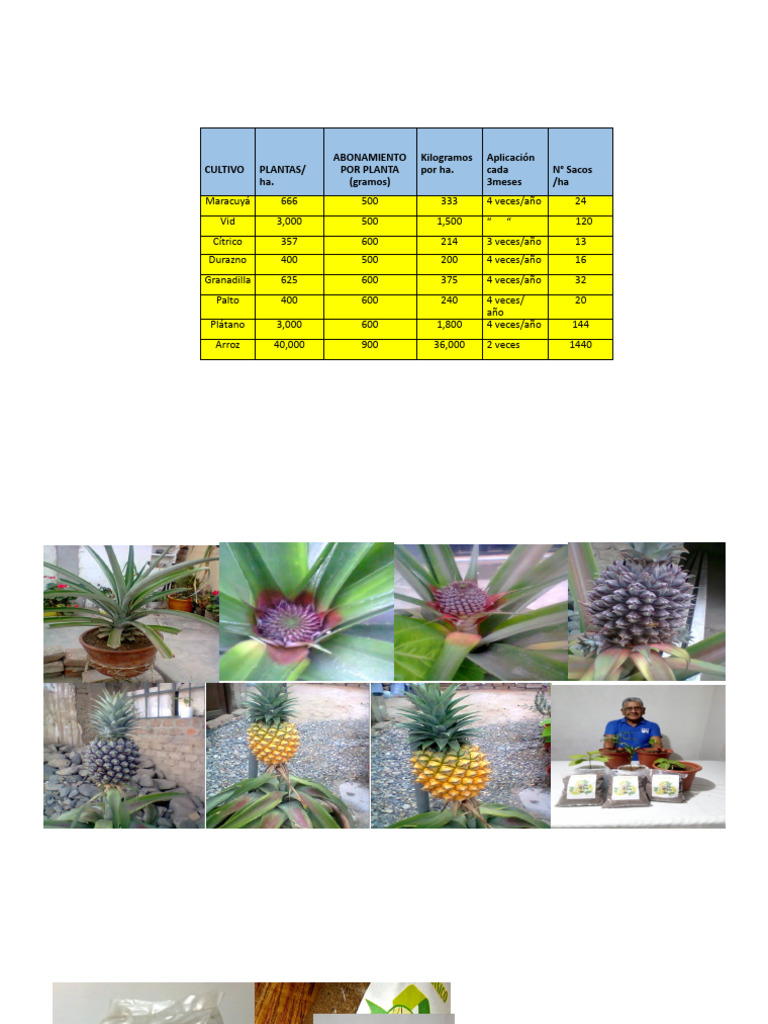Ciclo Vegetativo Planta Piña | PDF
