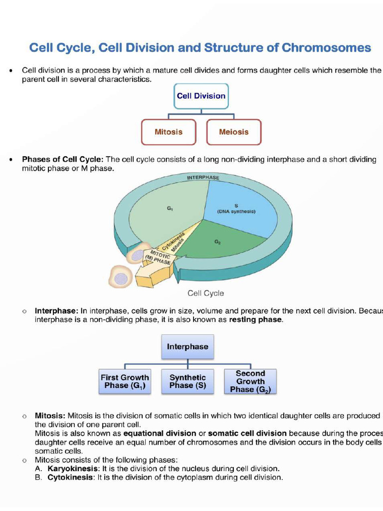 Cell Division | PDF