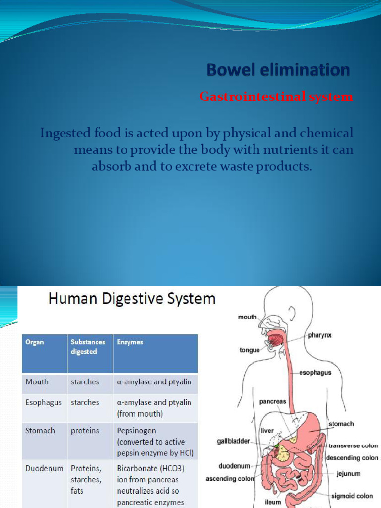 Bowel Elimination | PDF | Human Digestive System | Digestion