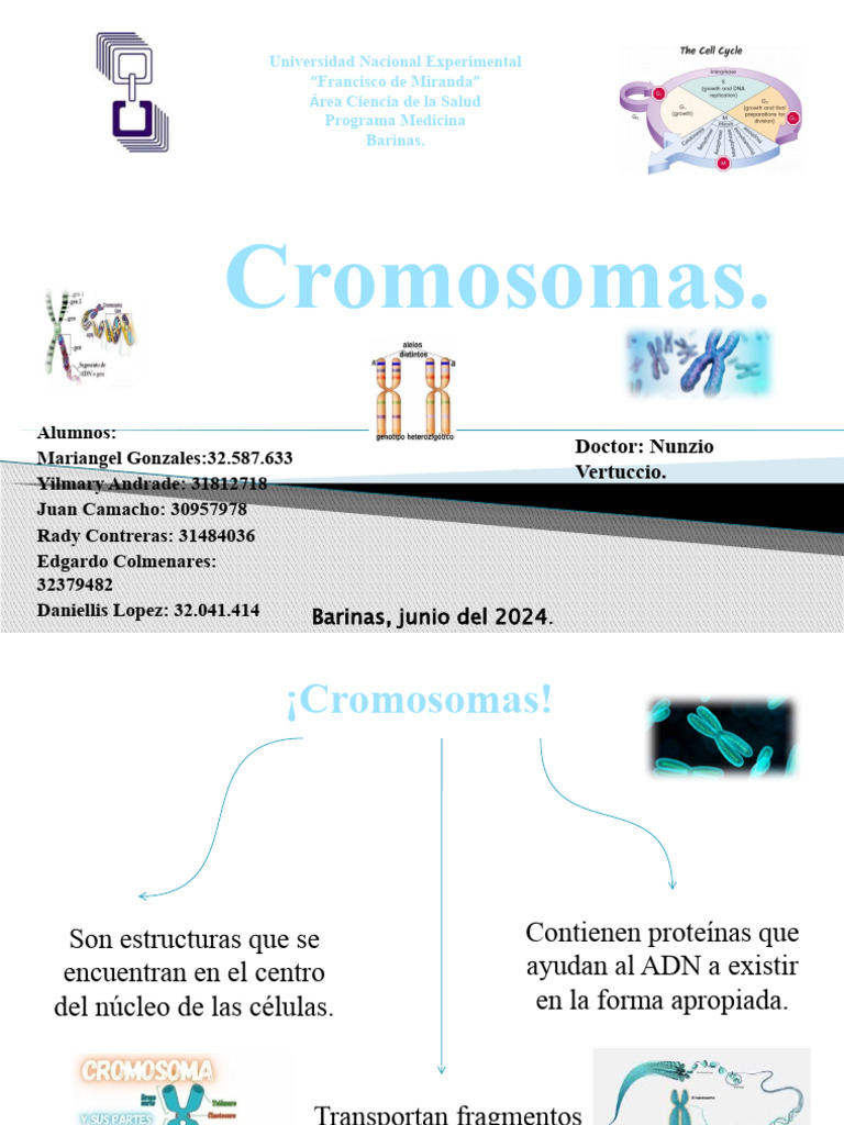 Cromosomas Diapositiva Lista-1 | PDF | Mitosis | Cromosoma