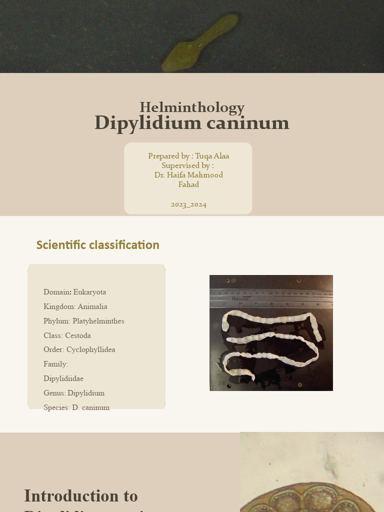 Dipylidium Caninum | PDF | Animals And Humans | Microbiology