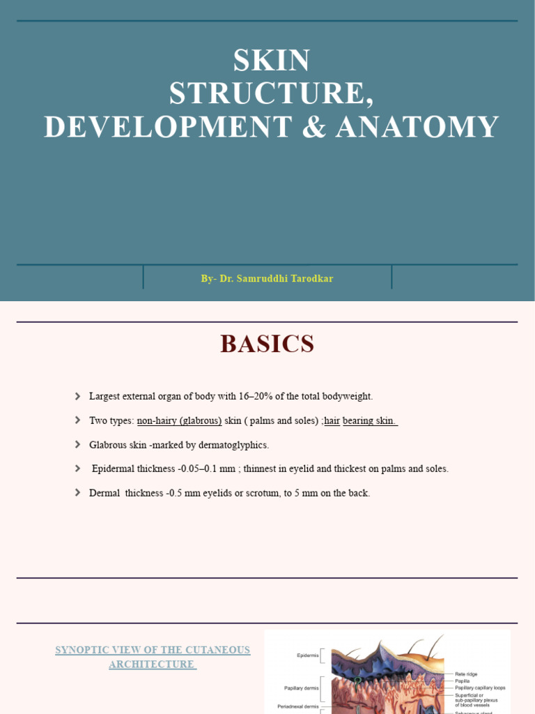 Skin Presentation Final | Download Free PDF | Epidermis | Skin