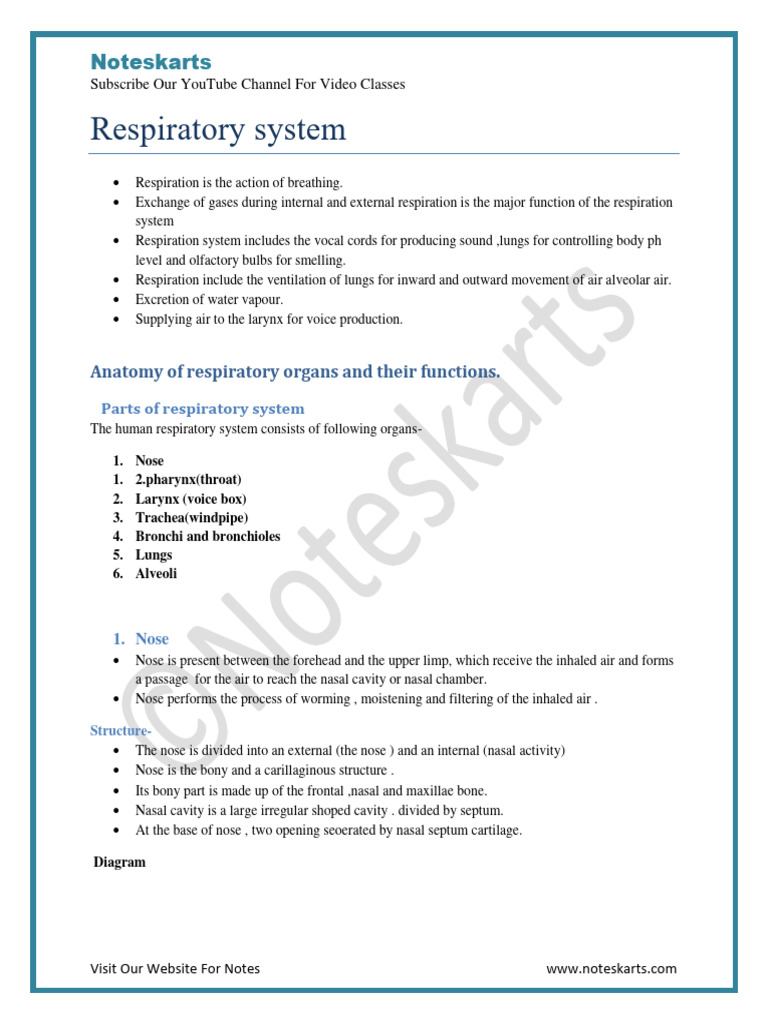 Chapter-08-Respiratory System | PDF | Respiratory Tract | Respiratory ...