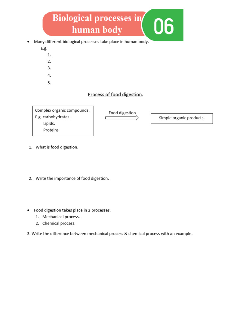 Human Digestive System Overview | PDF | Digestion | Stomach