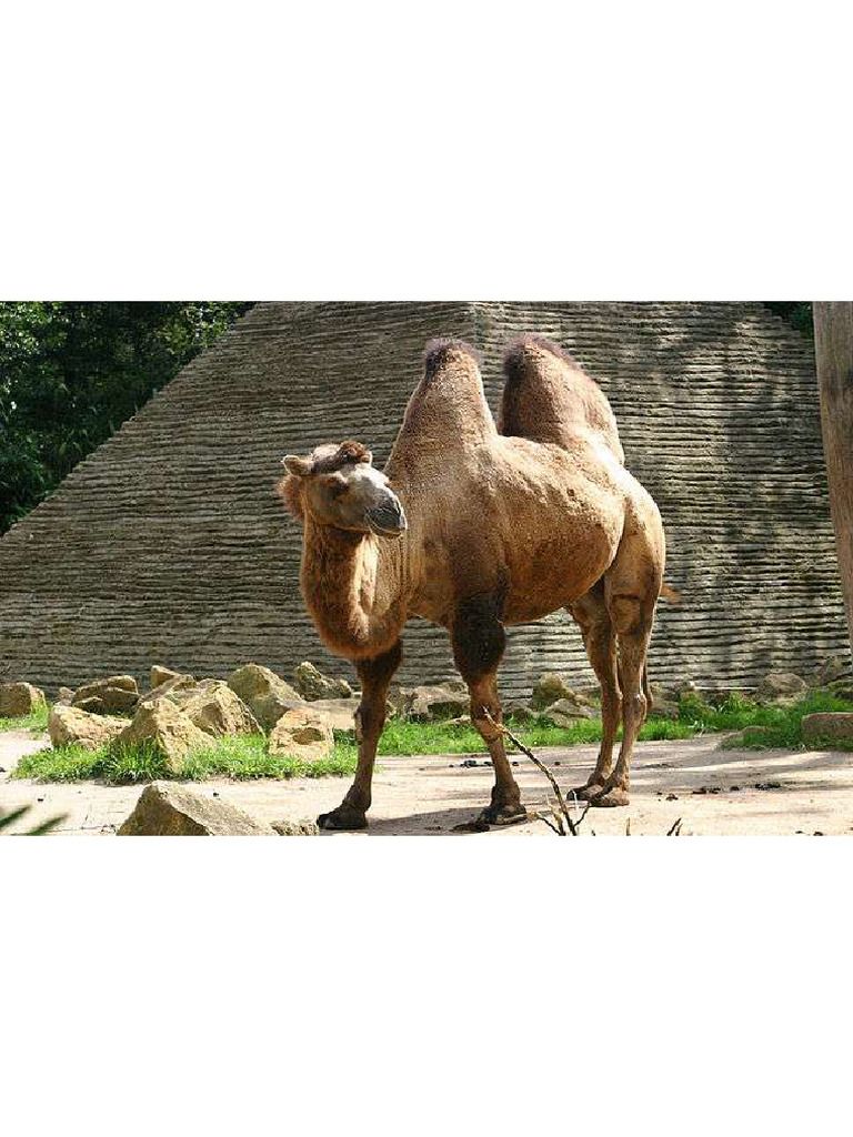 640px-Bactrian_Camel | PDF