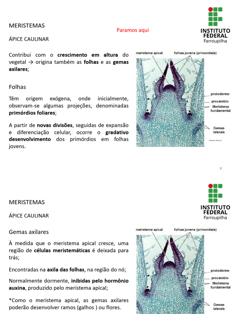 Histologia Vegetal II | PDF | Raiz | Latido