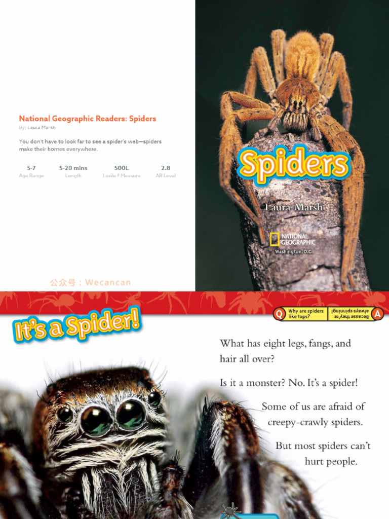 01-Spiders | PDF