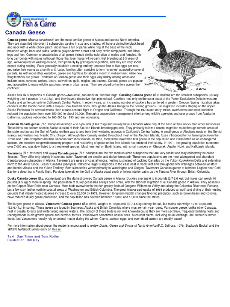Canada Geese | PDF | Birds | Ornithology
