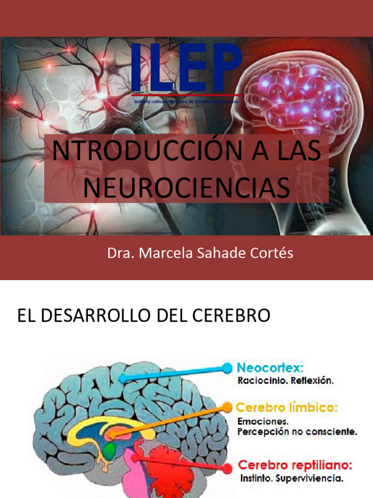 Intro Neurociencias | PDF | Cerebro | Cerebelo