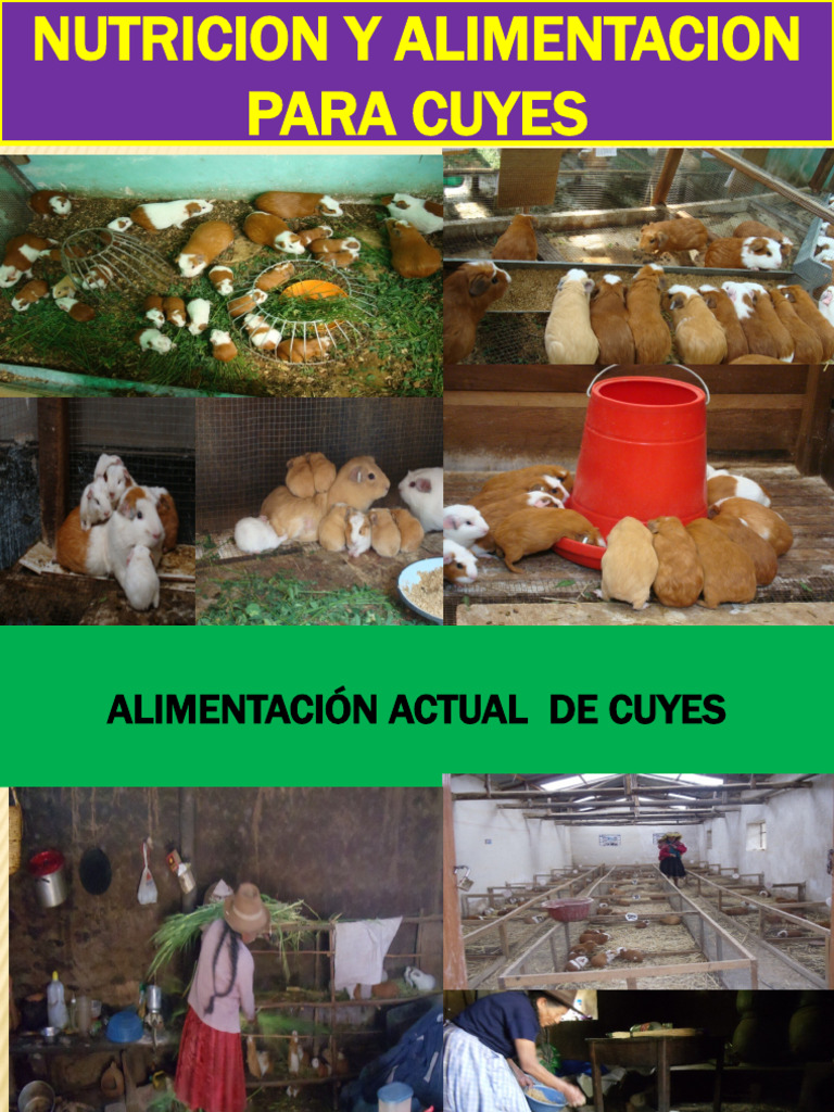 Nutrición y Alimentación de Cuyes | PDF | La alimentación animal ...