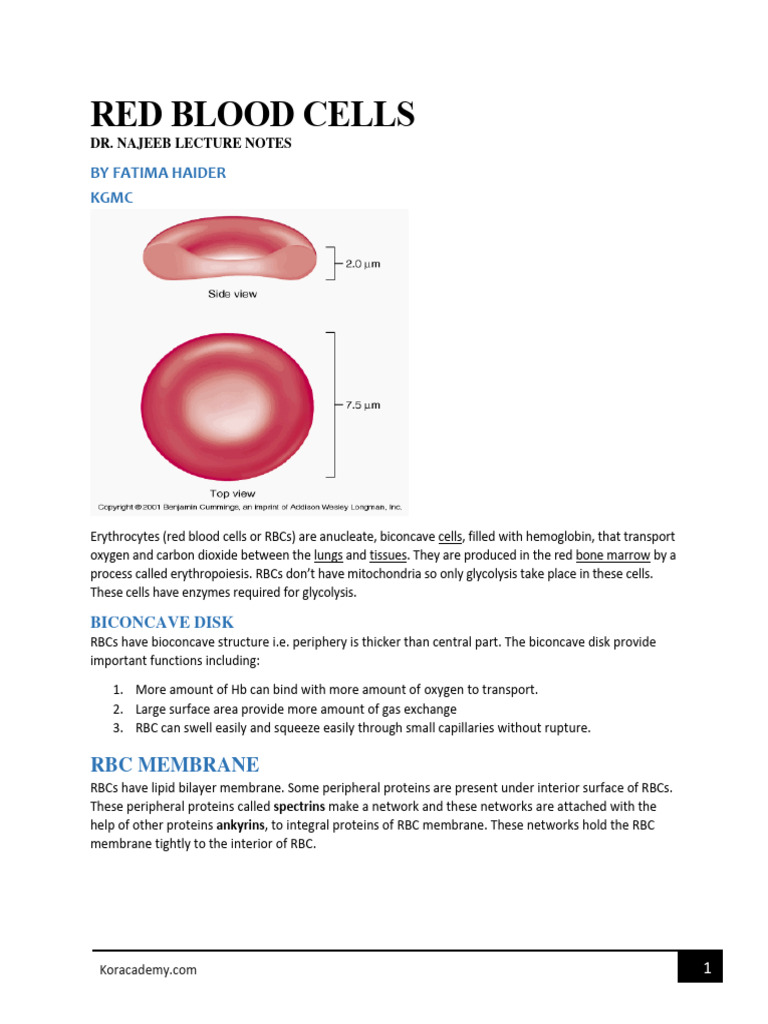 Red Blood Cells | PDF | Red Blood Cell | Blood Type