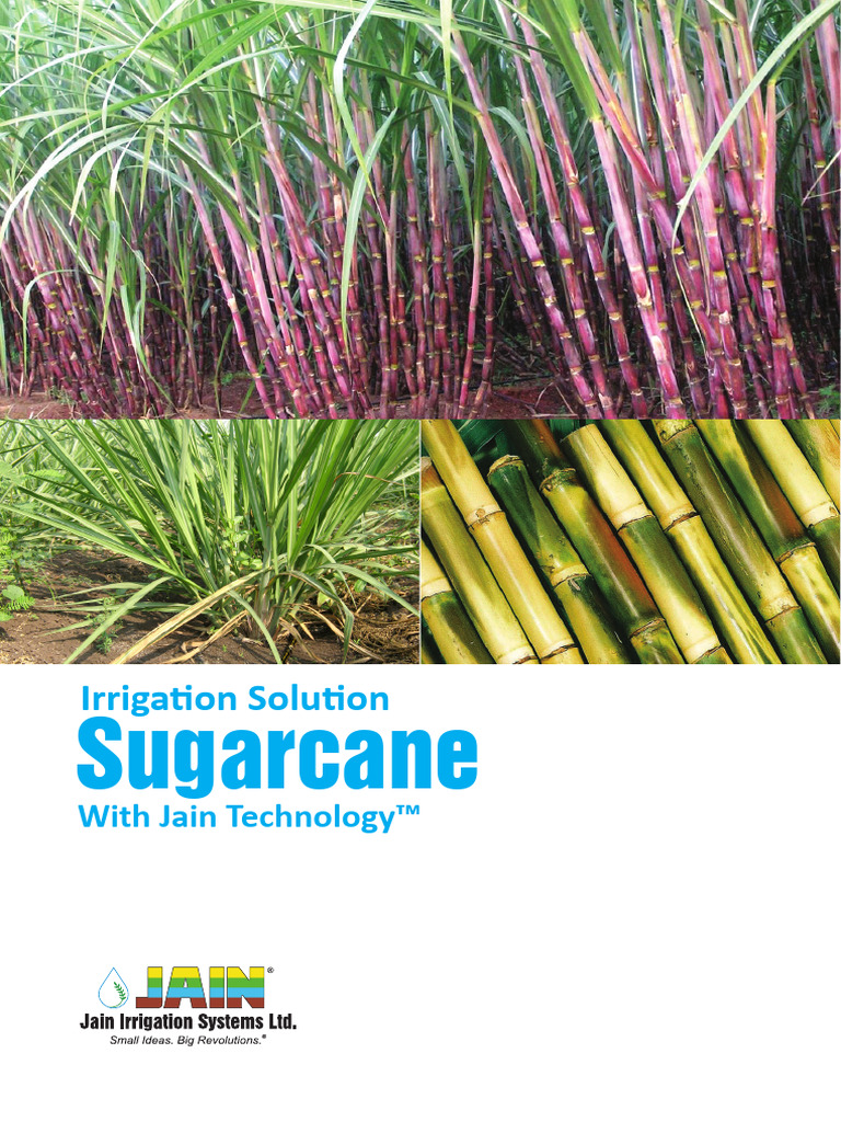 Sugarcane | PDF | Sugarcane | Horticulture