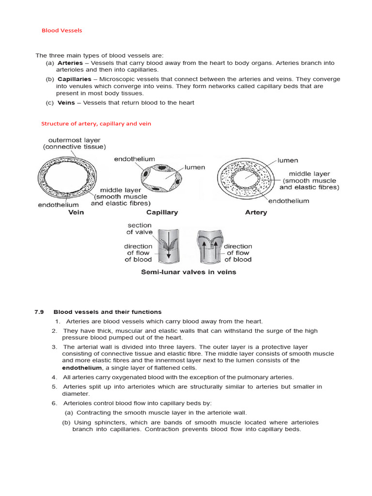 Notes On Blood Vessels | Download Free PDF | Artery | Vein
