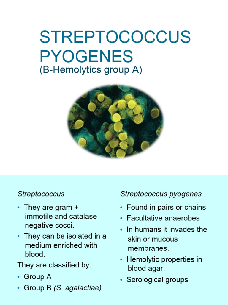 Streptococcus Pyogenes | PDF | Streptococcus | Infection