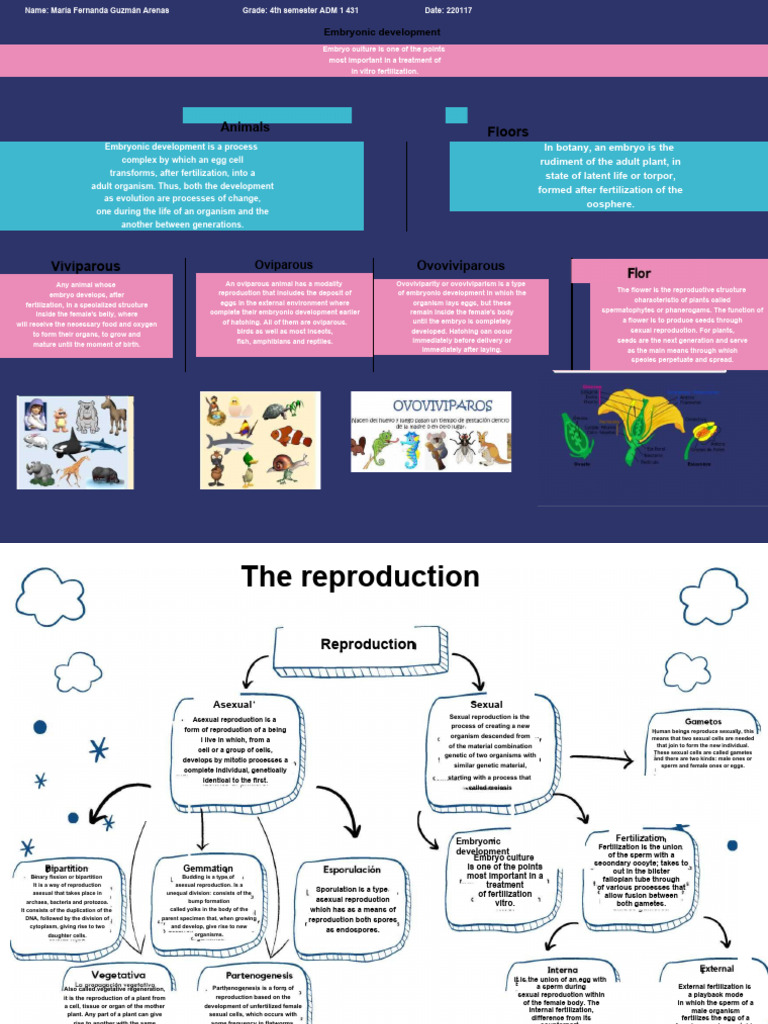 Organization Charts | Download Free PDF | Sexual Reproduction ...
